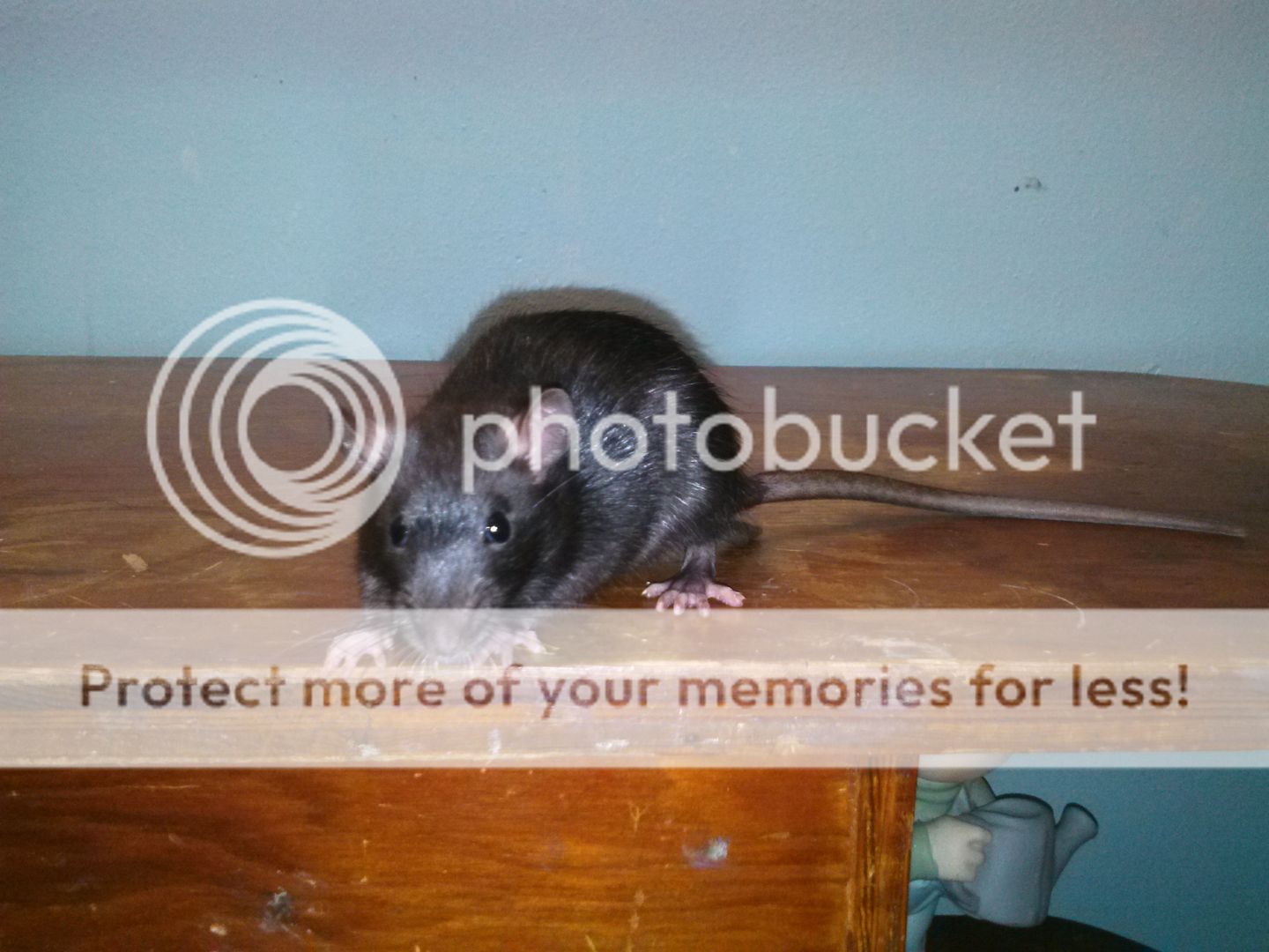 The face of EVIL, finally found a black rat! : r/RATS