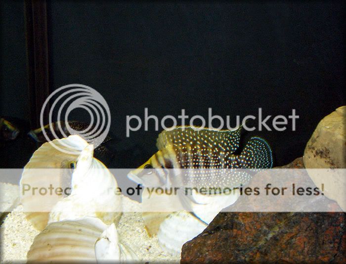 Altolamprologus calvus black congo white pearl | AquariaCentral.com