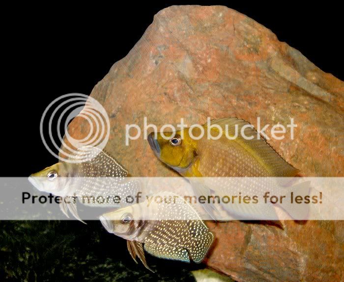 Calvus only 55 tank question | Cichlid Fish Forum