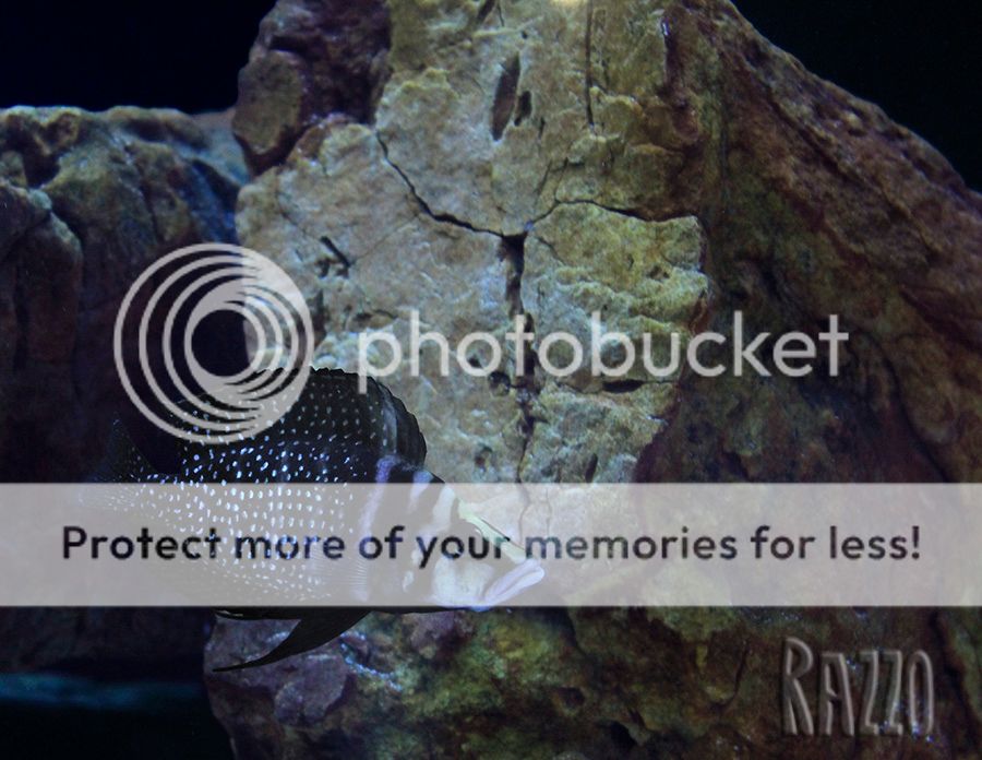 Altolamprologus compressiceps (Black Congo White Pearl) | Cichlid Fish ...