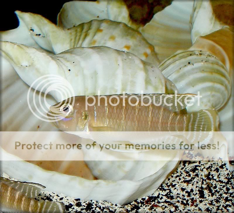 What do you call a fish with one eye? | Cichlid Fish Forum