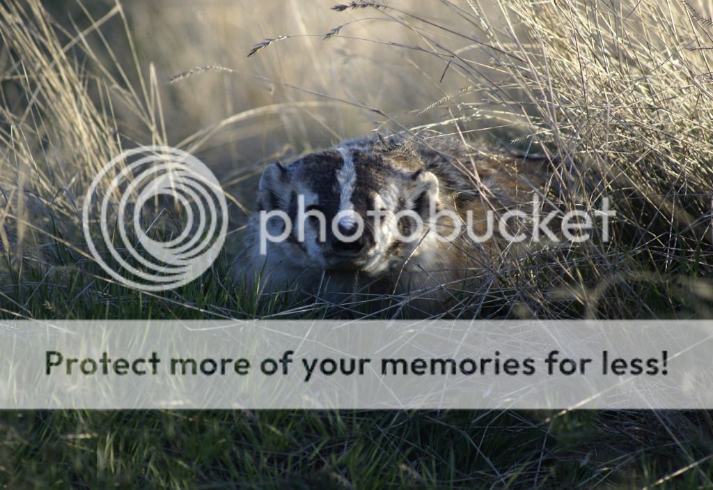 Canadian spring herping photos - Field Herp Forum