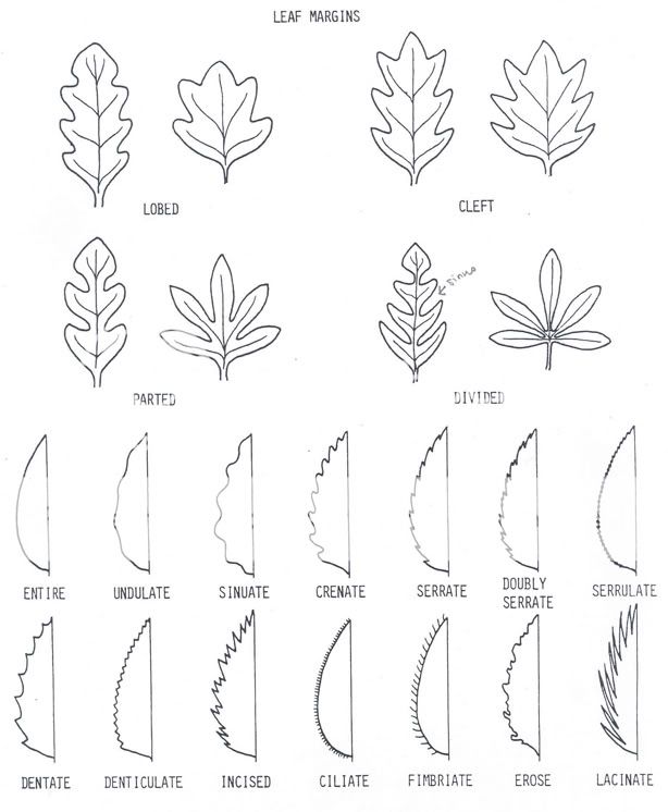 Taxonomy: How to Describe a Plant 101 | Page 1 | Library | Guild Forums ...