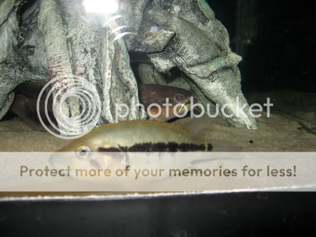 Killer Dovii colors.. | Page 6 | MonsterFishKeepers.com