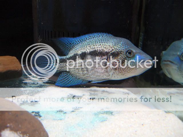 Dovii color question | MonsterFishKeepers.com