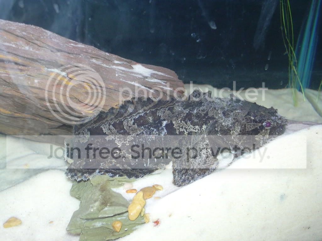 FRESHWATER STONE FISH! | MonsterFishKeepers.com
