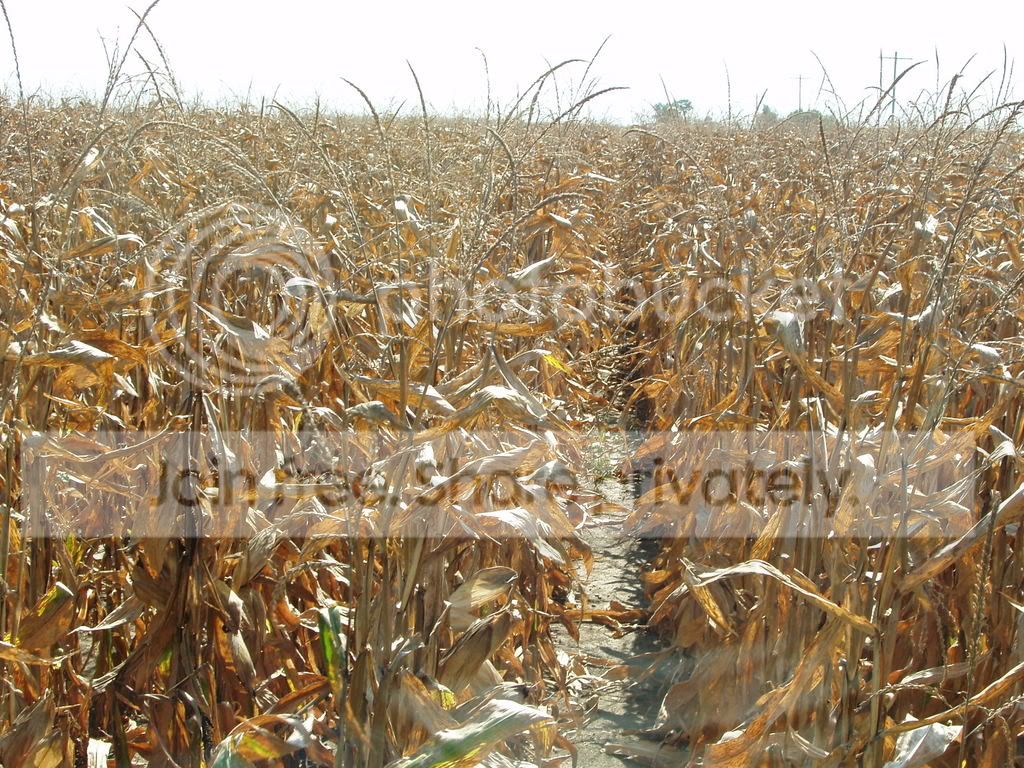 Wolf Mound Farms starts Corn | The Combine Forum