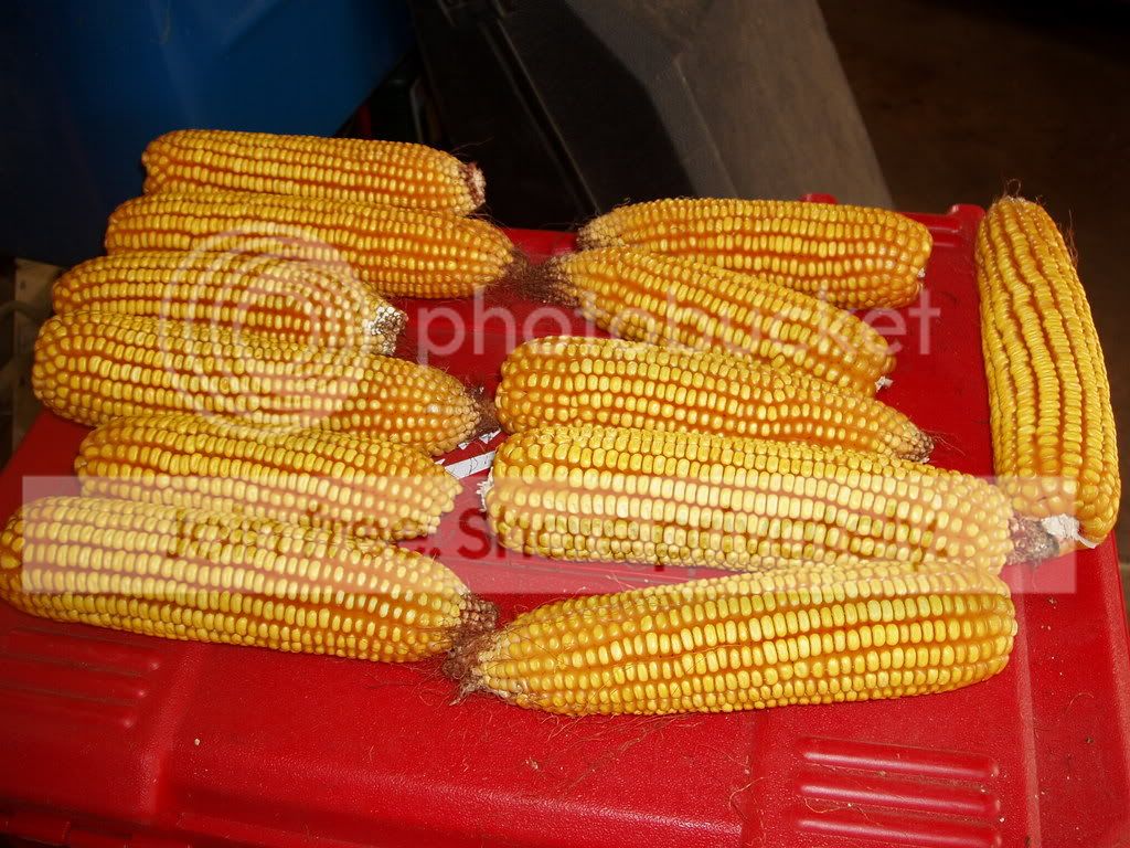 Wolf Mound Farms starts Corn | The Combine Forum