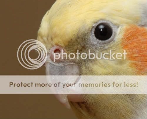 Does my cockatiel's BEAK need to be trimmed? | Talk Cockatiels Forum