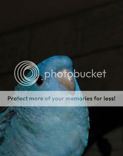 Black Spot on Beak | Talk Cockatiels Forum