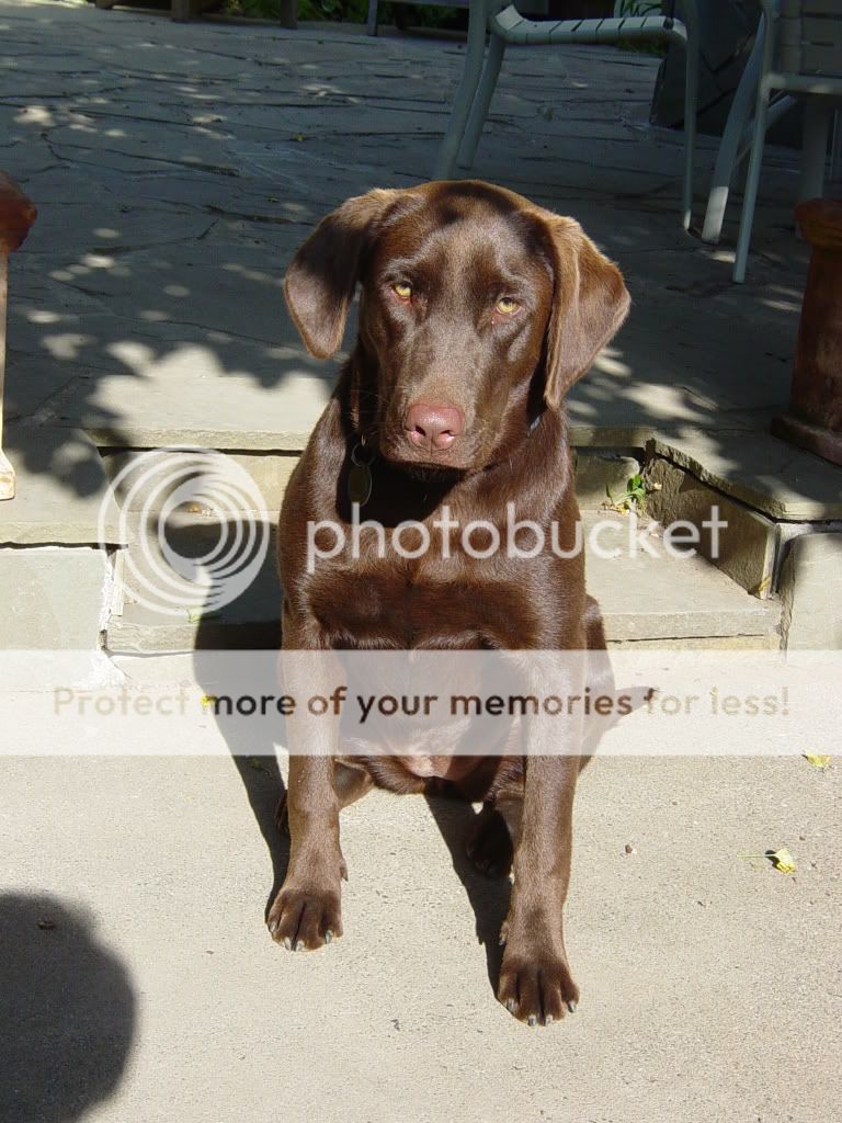 Lets see your shop dog! | Team Chevelle