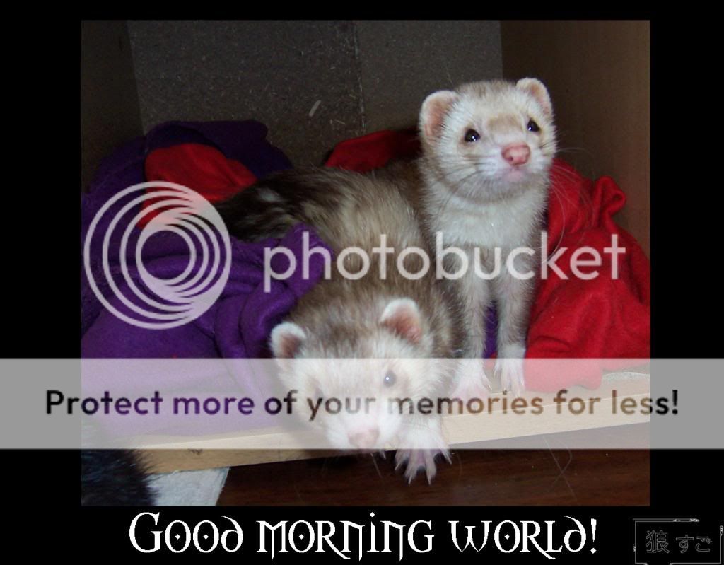 17 | Dezember | 2012 | ~Fluffy Ferrets~