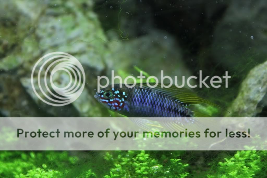 Apistogramma Borellii Opal | The Planted Tank Forum